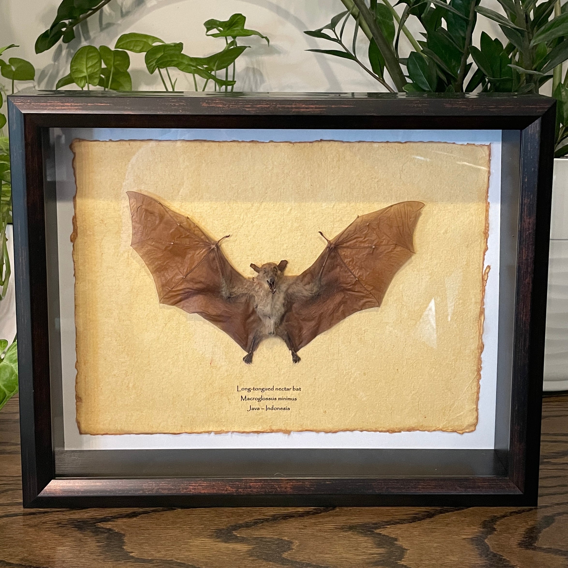 Bats – Odds and Insects