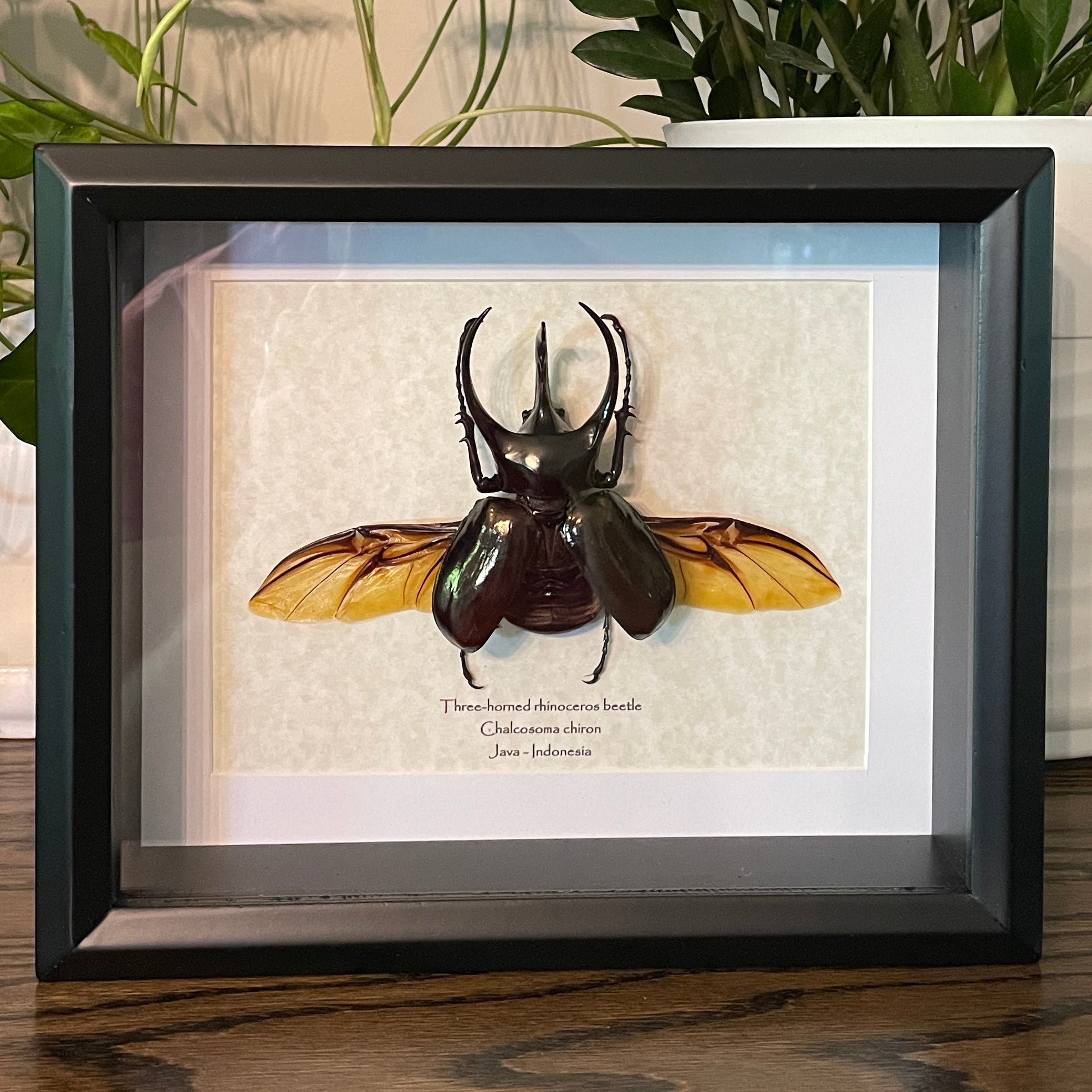 Beetles – Odds and Insects