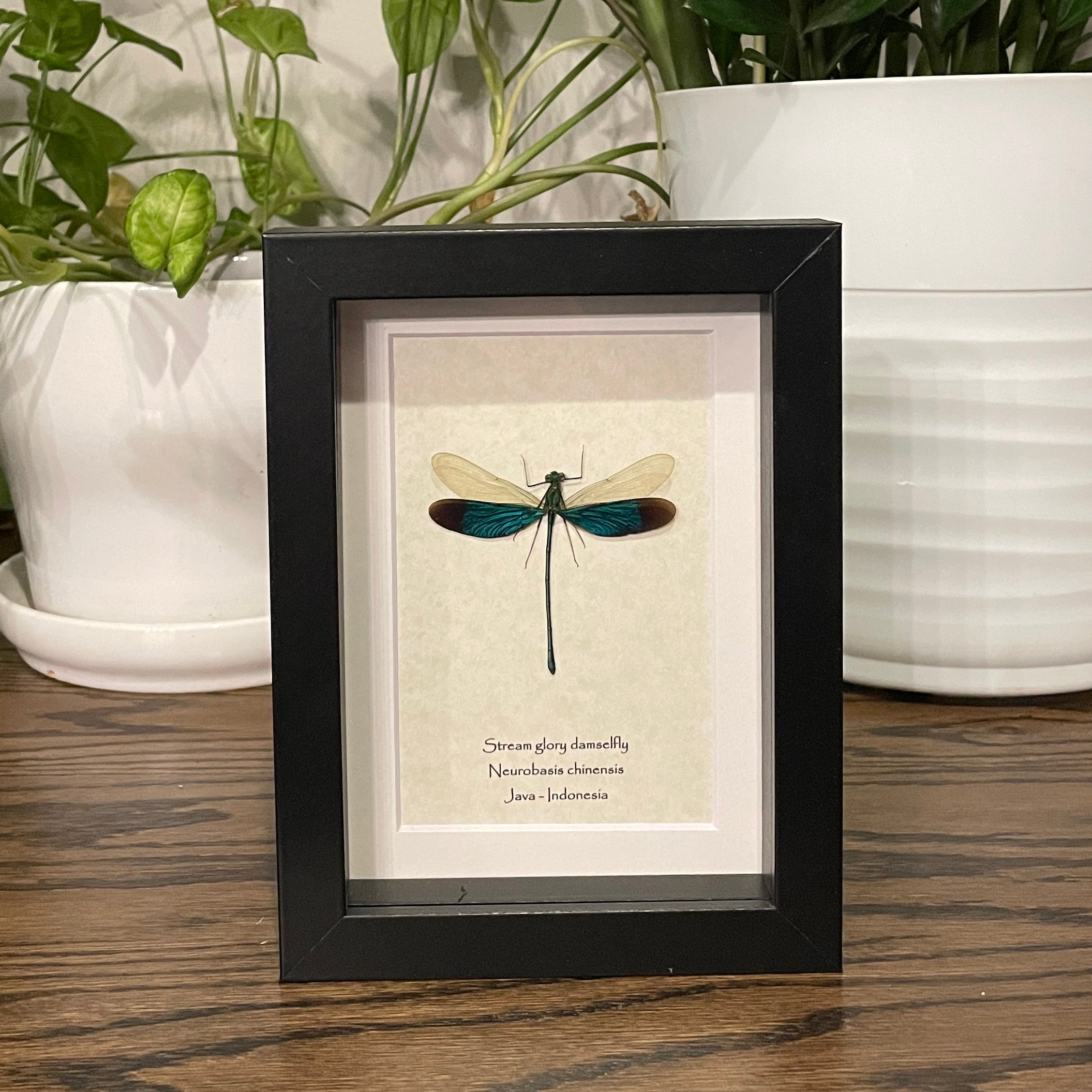 Small specimens – Odds and Insects