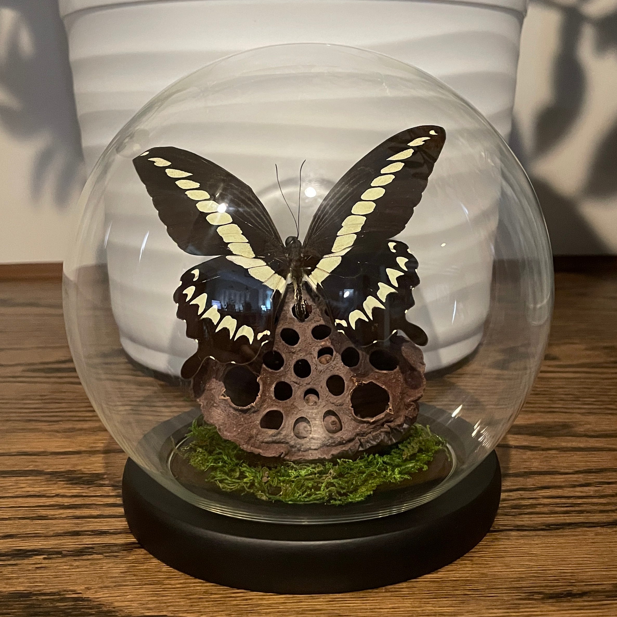 Tabletop displays – Odds and Insects