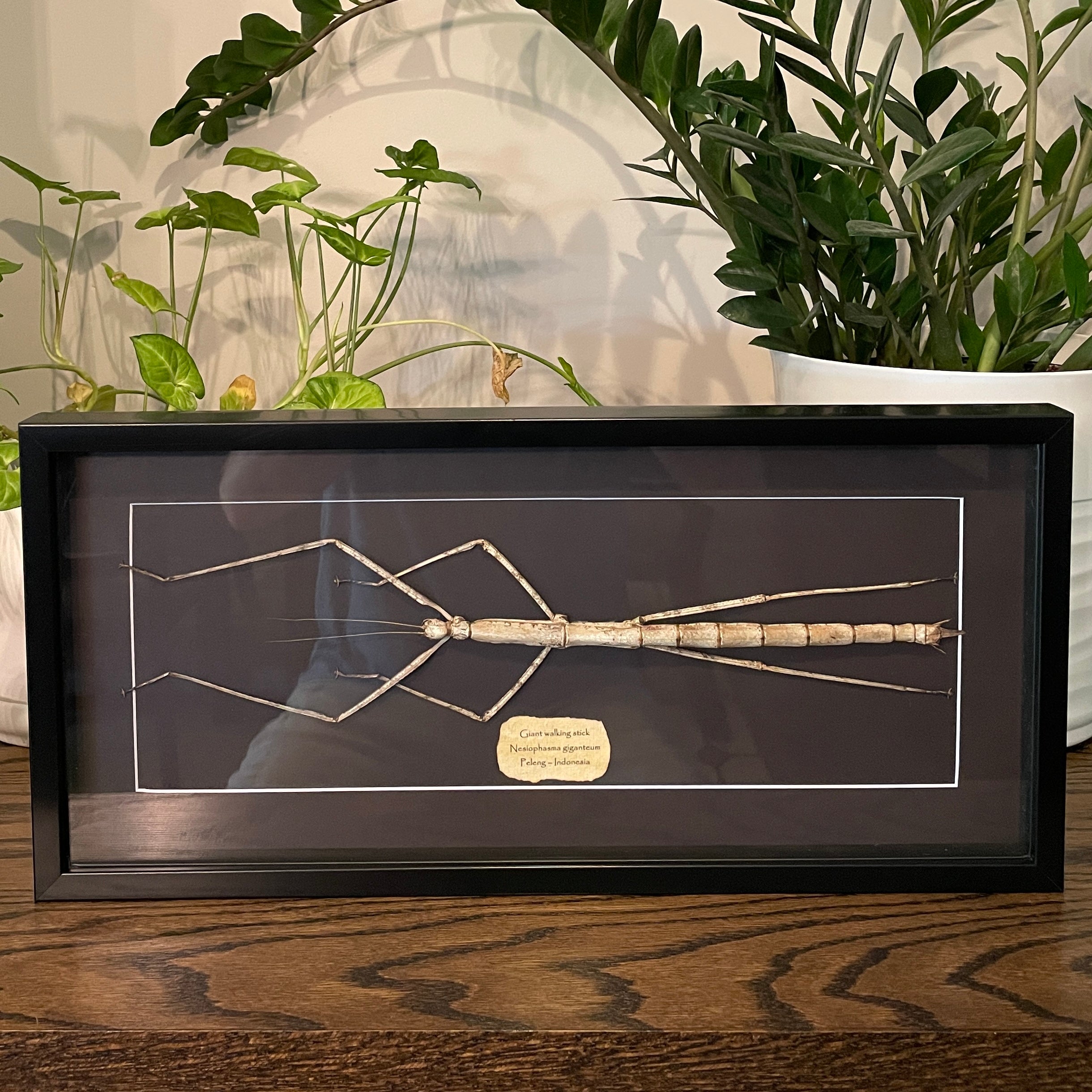 Giant walking stick - N. giganteum – Odds and Insects